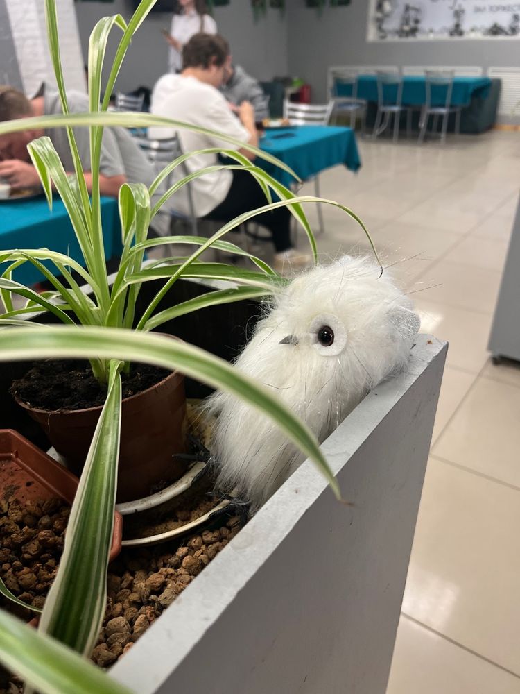 Гран При Калище 2025! - Страница 5 - Локальная повестка - TOPDeck.ru