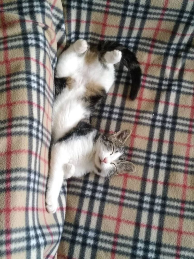 Немного технических особенностей Аукционов и разница в функционале пользователей. - Правила ...